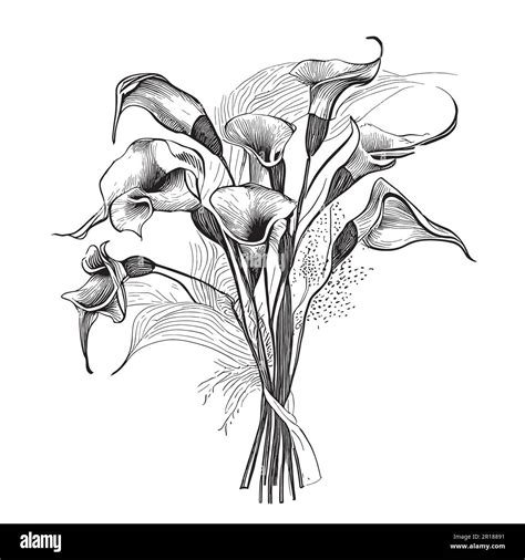 Calla Lily Bouquet Hand Drawn Sketch In Doodle Style Illustration Stock Vector Image And Art Alamy