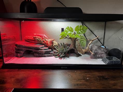 New enclosure : r/leopardgeckos