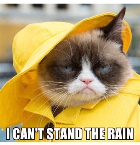 Funny California Rain Memes