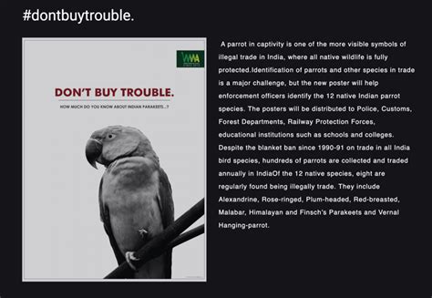 The Story Of Parrot Exploitation By Human Astrologers Visakha Spca India Inc