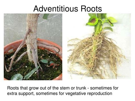 Ppt Plant Form And Function Powerpoint Presentation Id1211230