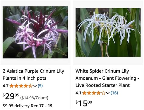 116 Species In Genus Crinum
