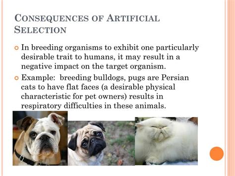 Ppt 72 Natural Selection And Artificial Selection Powerpoint
