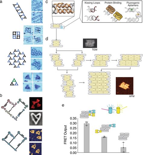 Modularity Of Rna Origami A Programmable Rna Lattices Formed From