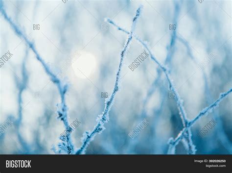 Frozen Tree Branch Image Photo Free Trial Bigstock