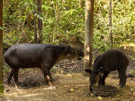7 Best Places To See Wildlife Up Close In Belize Life On The Roam