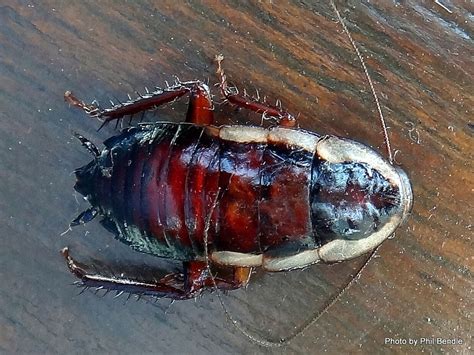 Phil Bendle Collectioncockroach Gisborne Drymaplaneta Semivitta