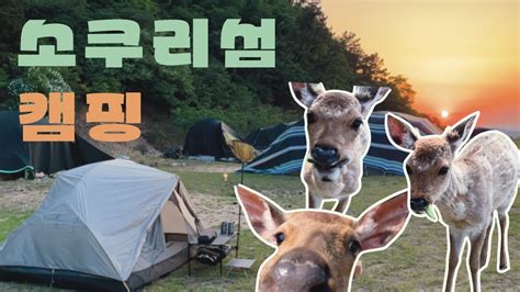 무인도 캠핑🏕️ 진해 소쿠리섬에서 🦌사슴이랑 캠핑 노지 캠핑 Youtube