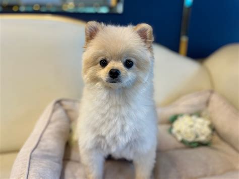 포메라니안 쿠로 말티즈크기 말티푸크기 푸들크기 먼치킨크기 랙돌크기 브리티쉬숏헤어크기 스코티쉬폴드크기 러시안블루크기 강아지크기 고양이크기 유기견임시보호 유기묘임시보호 강아지