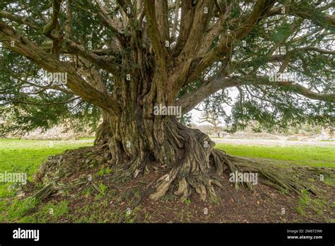 The Waverley Abbey Yew An Ancient Yew Tree Voted 2022 Tree Of The Year
