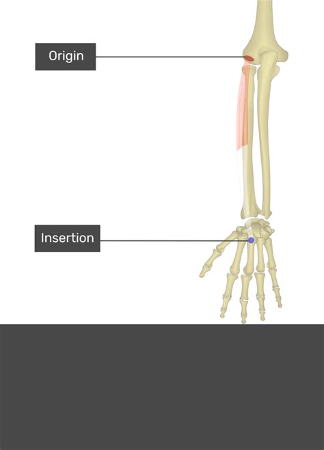 Extensor Digitorum Brevis Origin And Insertion Ea8c 7bbf 5d4f 4a39 Eea6 2b2c 0450