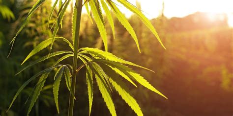 Legalización De La Marihuana En México