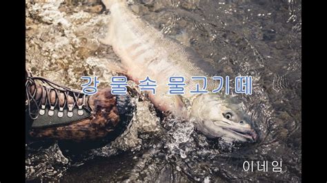 강 물 속 물고기떼시낭독이네임 Youtube