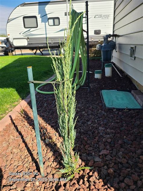 Hetzii Columnar Juniper Trees For Sale Hetzii Columnar Juniper Trees For Sale