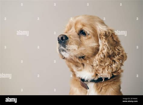 Cocker Spaniel Stockfotos Und Bilder Kaufen Alamy