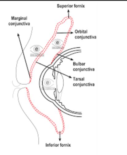 12 Conjunctiva Anatomy Flashcards Quizlet