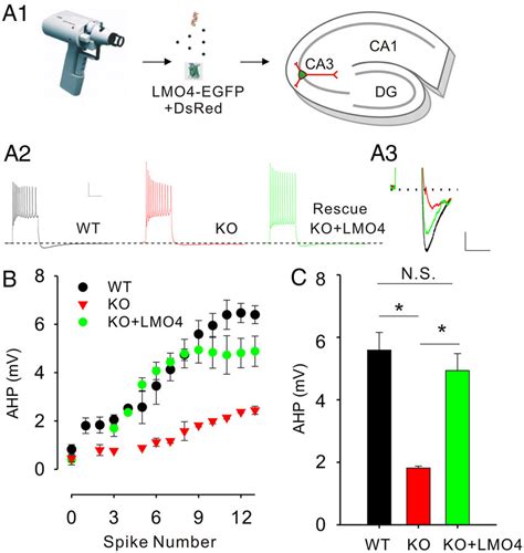 The Afterhyperpolarization Is Rescued In Lmo4 Ko Ca3 Neurons By Download Scientific Diagram