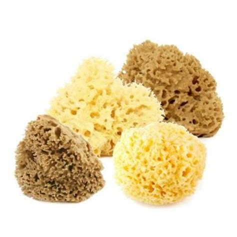 Sea Sponges Cose Della Natura