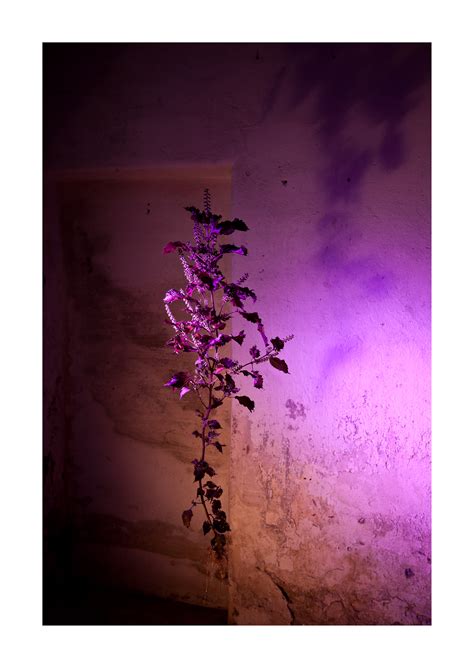 Naked Plants Book On Behance