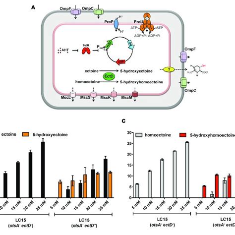 Chemical Structures Of The Compatible Solutes Ectoine Download