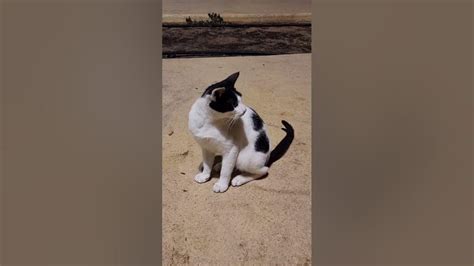 Cute Wild Kitty At Ajman Beach Youtube