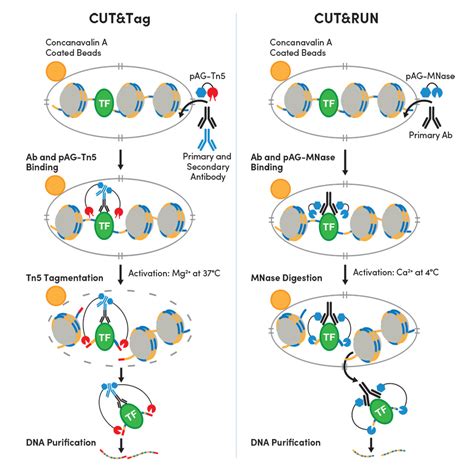 cutandtag data processing and analysis tutorial at clara stamps blog