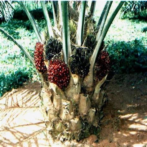 Palm Tree Fruit Segmentation Instance Segmentation Dataset By Palm Tree