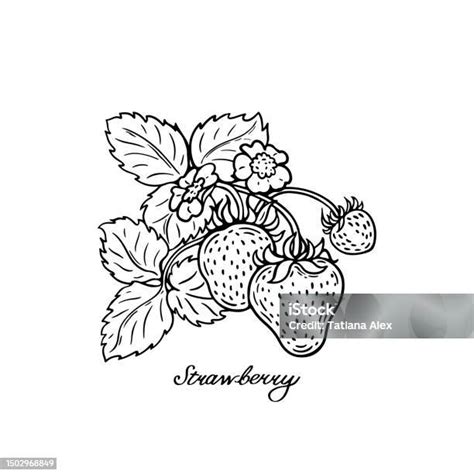 딸기 흑백 열매 손으로 그린 평면 이미지입니다 벡터 그림 0명에 대한 스톡 벡터 아트 및 기타 이미지 0명 개체 그룹 건강한 식생활 Istock