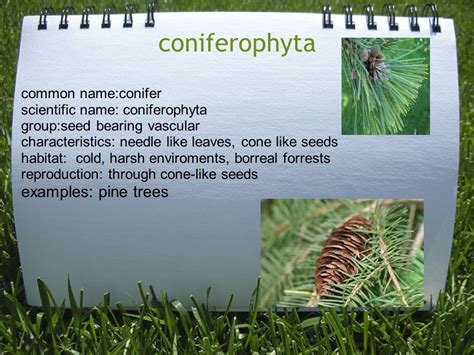 Plant Classification Project Ppt Download