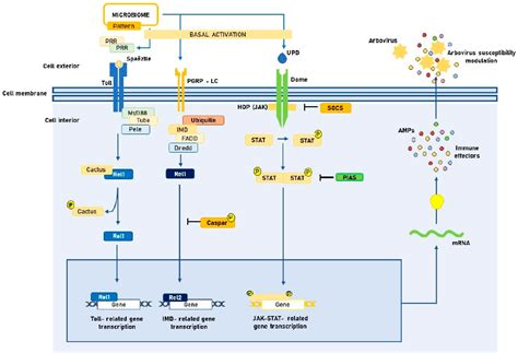 Figure 1 From Role Of The Microbiome In Aedes Spp Vector Competence