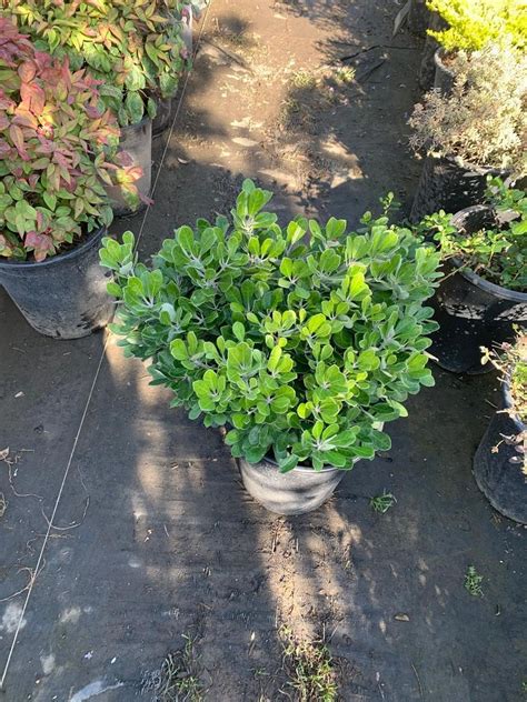Buy Pittosporum Crassifolium Nana Karo Pittosporum Bidscape