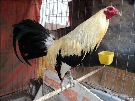 Gallos Gallinas Giros At Katherine Roosa Blog