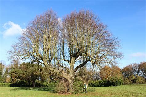 Arboricultural Report Services Expert Arboricultural Advice