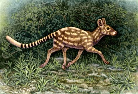 Diacodexis An Extinct Genus Of Even Toed Mammals