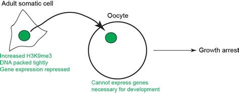 Improving Reproductive Cloning Robin Ball