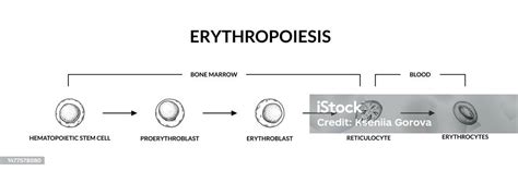 적혈구 발달 적혈구 생성 스케치 스타일의 과학 미생물학 벡터 그림 혈구생성에 대한 스톡 벡터 아트 및 기타 이미지 혈구생성 건강 검진 건강관리와 의술 Istock