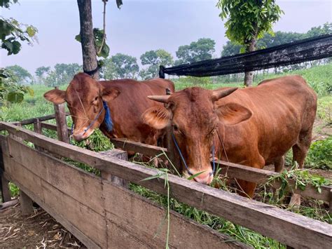 Sapi Limousin Termasuk Ke Dalam Bos Taurus Yang Berasal Dari Prancis