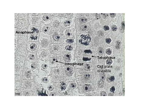 Unveiling The Answers To The Online Onion Root Tip Mitosis Lab A Step By Step Guide