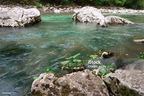 봄에는 바위 돌 자갈이 있는 산강 코스타 러시아 소치에 있는 예박스우드 숲 공원에 있는 굴리 개울의 맑은 녹색 물 0명에 대한
