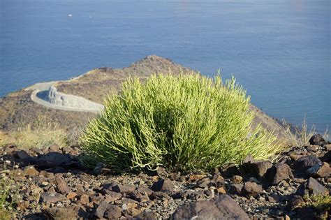 Euphorbia Tirucalli Grows In April Khor Fakkan Sharjah Uae Stock