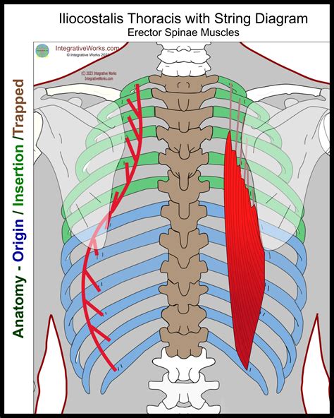 Iliocostalis Functional Anatomy Integrative Works