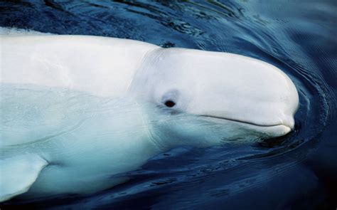 Beluga Whale Species Facts Info And More Wwfca Beluga Whale Whale