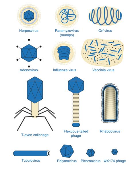 Cbehx Viruses 🦠 Facebook