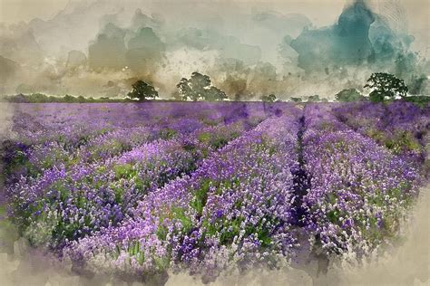Watercolor Lavender Field Sunrise Landscape Digital Watercolor