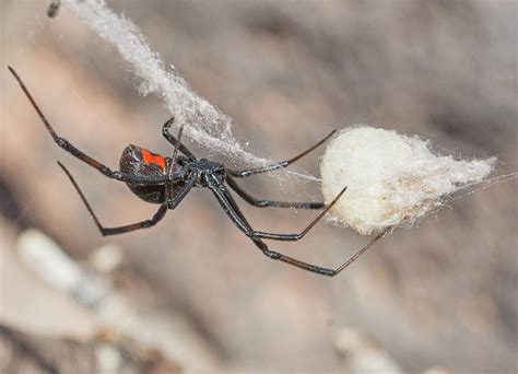 How Do You Kill Black Widow Egg Sacs My Projects
