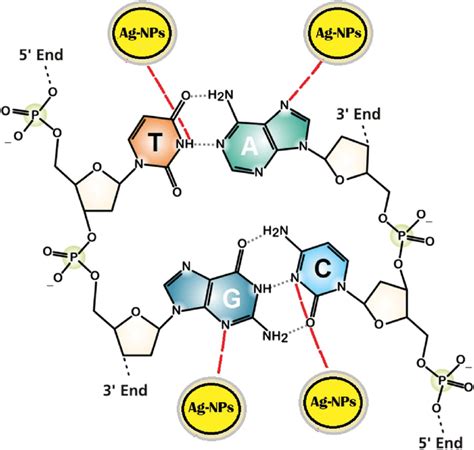 Possible Binding Site For Ac Agnps In The Ct Dna Download Scientific