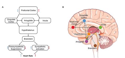 5 Min Science Demystifying The Insular Cortex