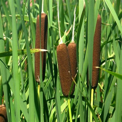 Wild Cattail Grass Typha Latifolia 500 Seeds