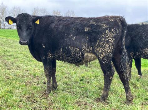 40 Jex Ai Sired Spring Bulling Heifers Doyle Hunt And Hunt Livestock