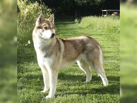 Züchter Im Vdh Iris Kammerer Die Offizielle Website Für Vdh Welpen